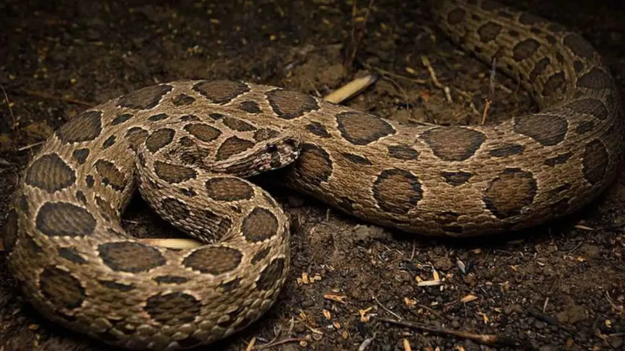 Climate change is pushing venomous snakes into new war zones