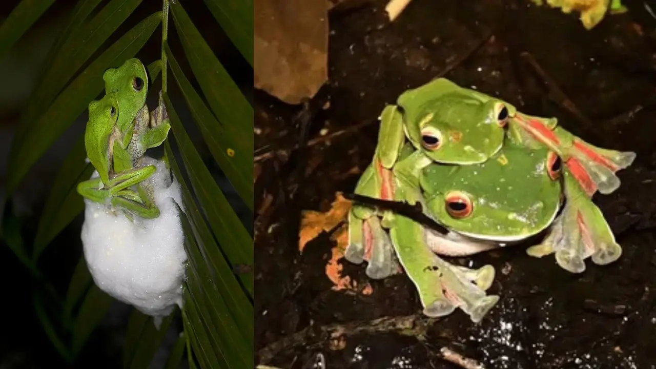 Nature's most unbelievable birthgiving: Malabar frog buils a foaming pillow